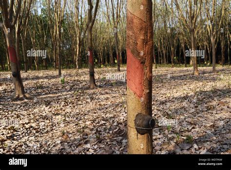 Tree Trunk That Has Been Coated With Brown Chemicals To Prevent Germs Rubber Plantation In