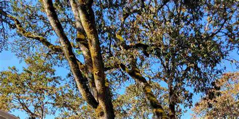 Lion Tailing Trees How Does It Impact Your Trees Health