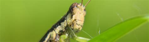 Grasshopper • Images • Wallpaperfusion By Binary Fortress Software