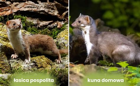 Łasica A Kuna Poznaj Różnice Elektrokuna Pl