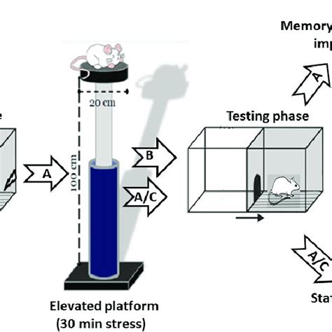 Effect Of Stress On Passive Avoidance Memory A Post Training Exposure Download Scientific