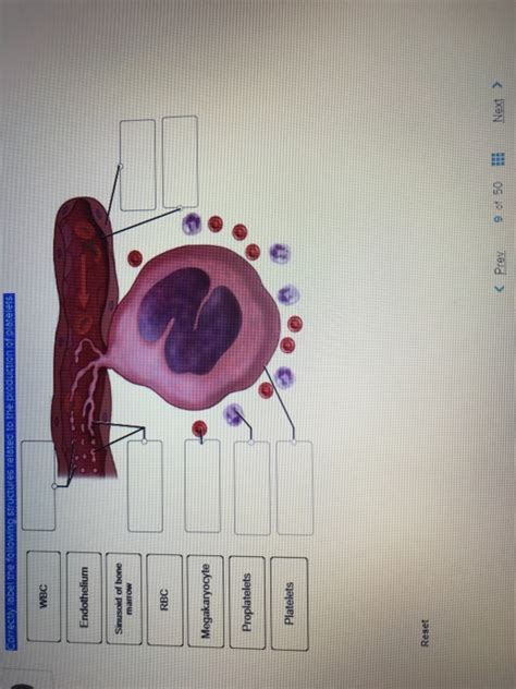 Solved Correctly Label The Following Structures Related To Chegg