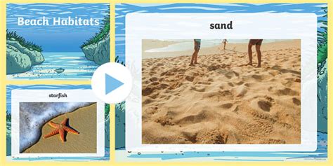 Australian Beach Habitat Photo PowerPoint Professor Feito