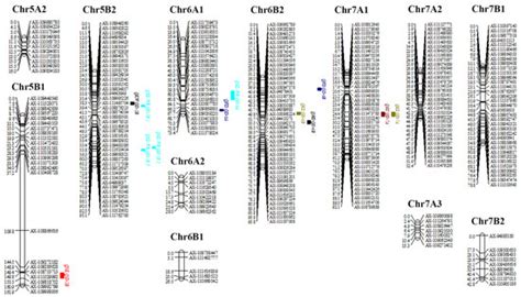 qtl mapping of yield related traits in tetraploid wheat based on