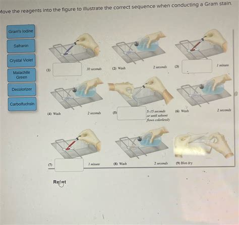 Solved Question 11 Move The Reagents Into The Figure To Illustrate