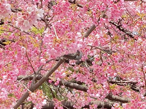 上野公園の大寒桜🌸満開です。他のソメイ ゆるハイカーさんのモーメント Yamap ヤマップ