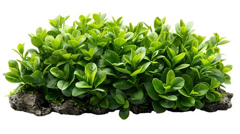 Aquarium Plants Pngs For Free Download
