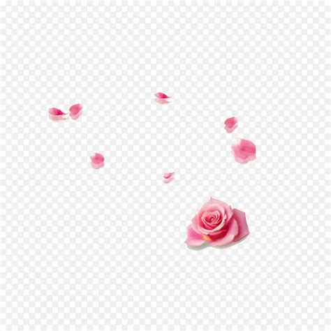 漂浮花瓣PNG图片素材下载 图片编号8215474 PNG素材网