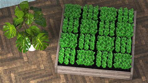 Young Parsley Grows In Rows 3d Model 29 3ds Blend C4d Fbx Max Ma Lxo Obj Free3d