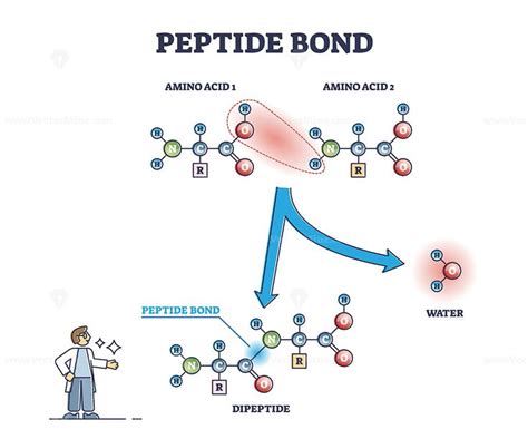 Peptide Bond As Amino Acids Formation In Protein Reaction Outline Diagram In 2023 Peptide Bond
