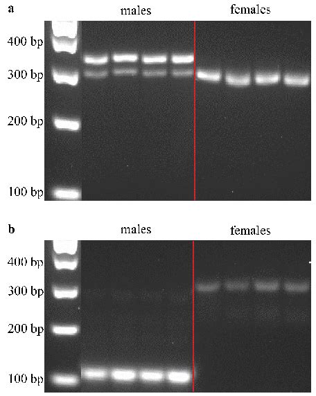 Banding Patterns Of Molecular Assays Illustrating The Sex Determination Download Scientific
