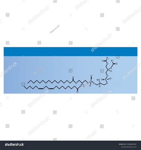 Diagram Showing Schematic Molecular Structure Phosphatidylinositol Stock Vector Royalty Free