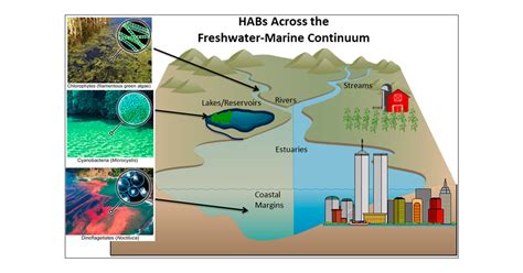 Cultural Eutrophication Diagram