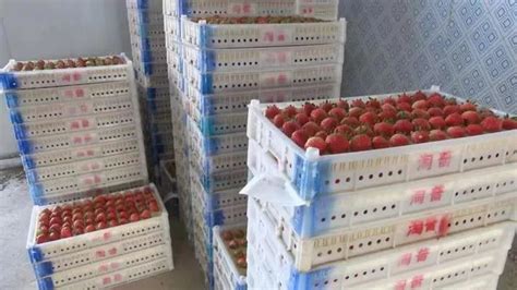 아하조선족향 황전자촌 딸기묘목랭동 신기술로 한달 먼저 상품 출시 朝鲜文报