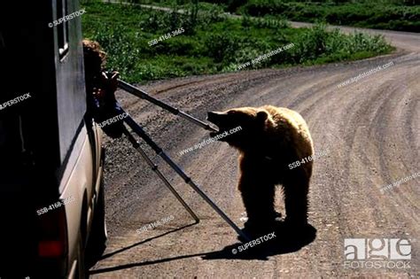 Usa Alaska Denali National Park Grizzly Bear Chewing On Tripod