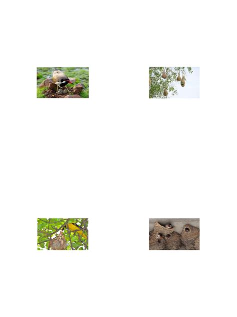 කුරුල්ලන්ගේ වාසස්ථාන Pdf