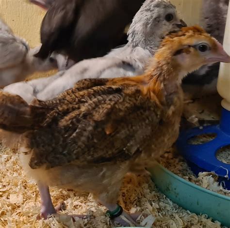 Shopping Libbys Heritage Chickens
