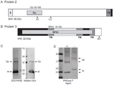 Bioinformatic And Physical Analyses Of Castlerea Virus Csv Structural