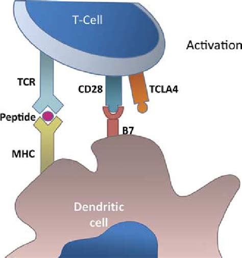 A Diagram Showing The Mechanism Of Activation Of T Cells By Interaction