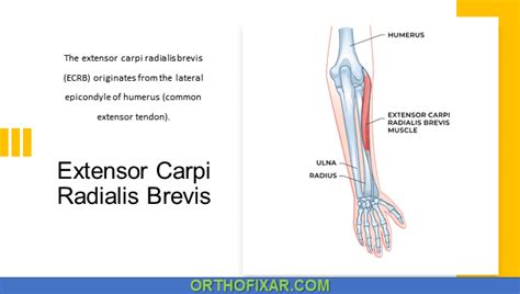 Extensor Carpi Radialis Brevis Muscle Anatomy 2024