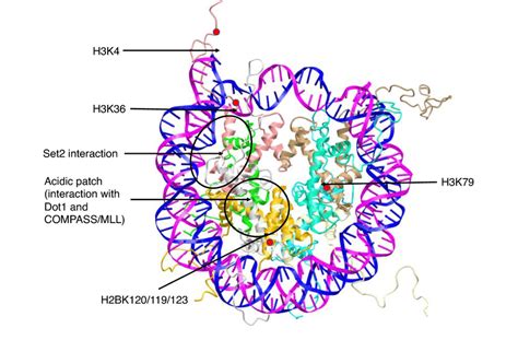 interaction surfaces for set2 dot1 and compass mll on the nucleosome