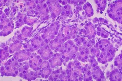 Exocrine Pancreas Of Mouse Collection Of Histology Images