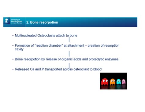 Physiology Of Calcium Regulation Flashcards Quizlet