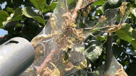 My New Vacuum Cleaner Will Clean The Garden Of Cobwebs And Vermin Wmv