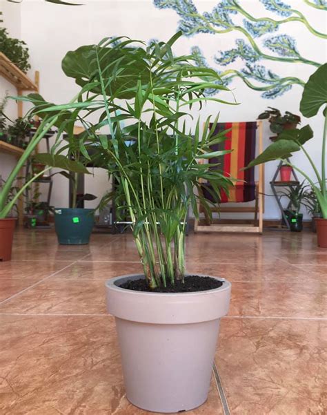 🏡მიემგზავრება ჩვენი ხამედორია მწვანე სამყარო Green World Facebook