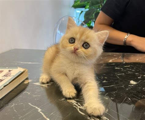 화성고양이분양 브리티쉬숏헤어분양후기 ♥ 분양후기