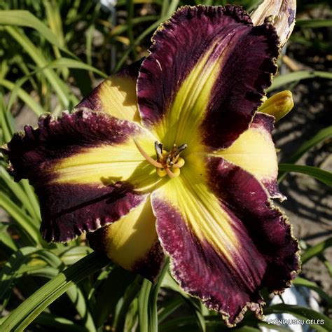 Gigantor Vyšniauskų Gėlės