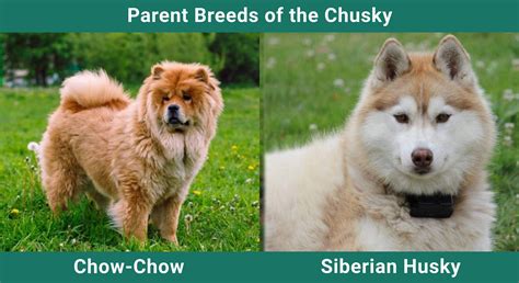 Chusky Chow Chow And Siberian Husky Mix Info Pictures Care And More