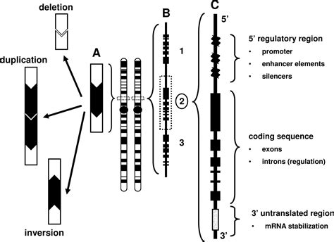 Copy Number Variation In The Human Genome And Its Implications For Cardiovascular Disease