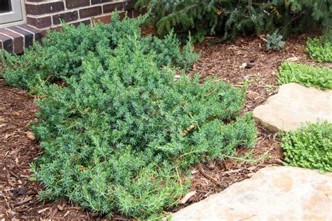 Blue Pacific Juniper Tree Top Nursery And Landscape Inc