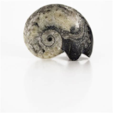 Importance Of Fossils Sciencing