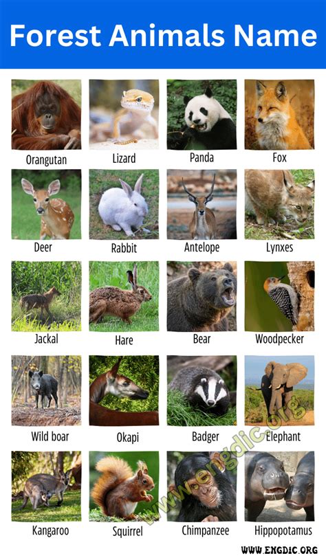60 Forest Animals Name List With Images Engdic