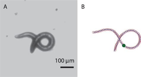 loop turn with two distinct piecewise curvature modes a experimental