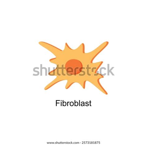 Fibroblast Cell Dermis Connective Tissue Cell Vector De Stock Libre De Regalías 2573181875