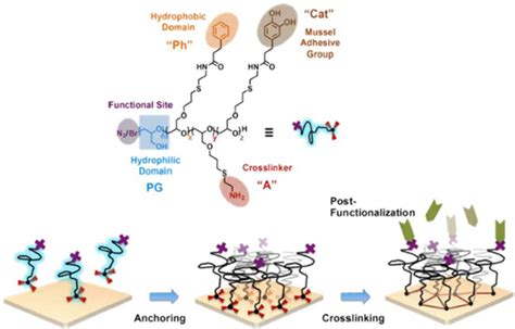 Representation Of Surface Modification With Pg‐based Amphiphilic Block Download Scientific