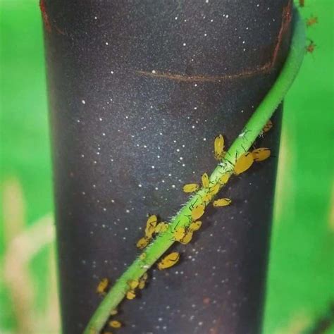 Oleander Aphids What Are They And How To Get Rid Of Them