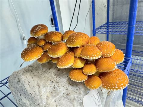Spawn Outdoor And Special Order Aussie Mushroom Supplies