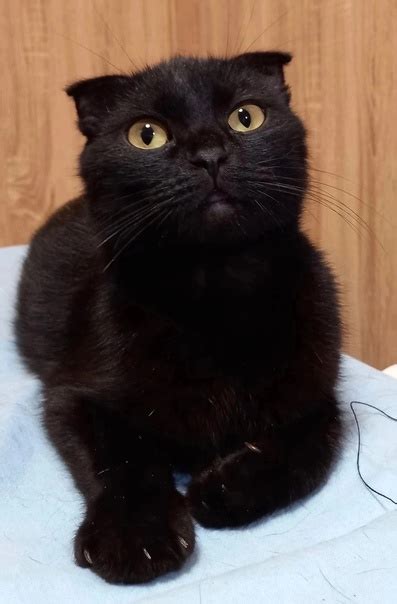 Шелла породы шотландская в добрые руки Окрас чёрный дым Возраст 2 года Здорова