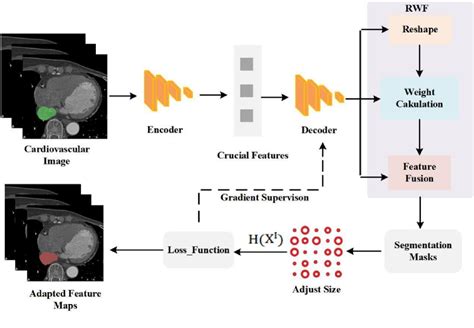 Figure 1 From Optimizing Cardiovascular Image Segmentation Through Integrated Hierarchical