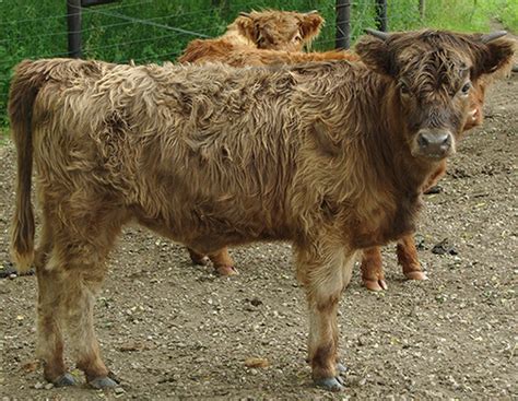 The Inheritance Of Coat Color In Highland Cattle