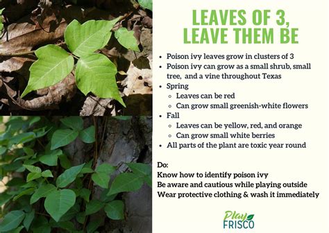 Poison Ivy Identificationreadmemd At Main · Aartinayakpoison Ivy