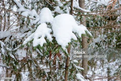 전나무 나무의 눈 덮인 가지와 크리스마스 배경입니다 숲에서 눈 덮인 나무 겨울 풍경입니다 0명에 대한 스톡 사진 및 기타 이미지 Istock