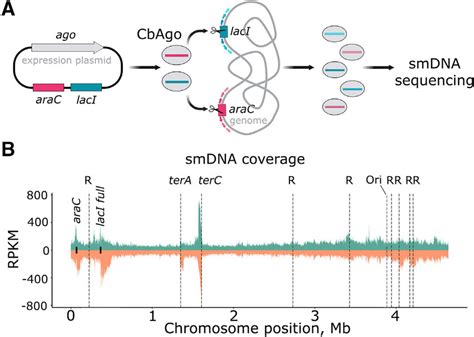 targeting of plasmid and chromosomal dna by cbago during dna