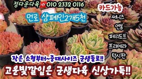 곱디고운 다육군생 빛감 수형 멋져요 새품종 신상다육 정상가대비할인가로 소개 튼튼한 목대군생 중대 사이즈또는 2포트5천