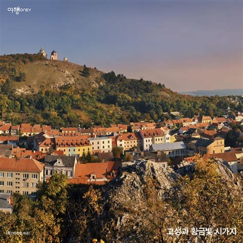 여행honey 포도가 주렁주렁체코 모라비아 와인 투어 나무뉴스 여행honey 포도가 주렁주렁체코 모라비아 와인 투어 나무뉴스