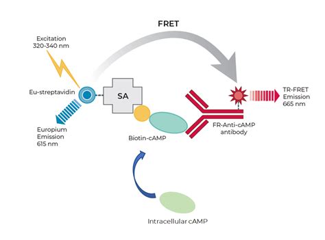 Thunder Camp Tr Fret Assay Kit Bioauxilium 优宁维 Univ 商城
